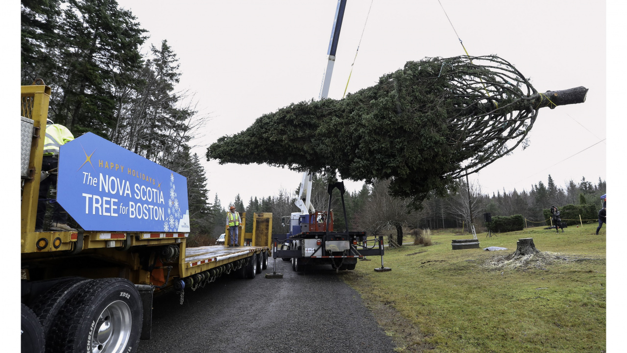 Tree for Boston Cutting Ceremony | Government of Nova Scotia News Releases